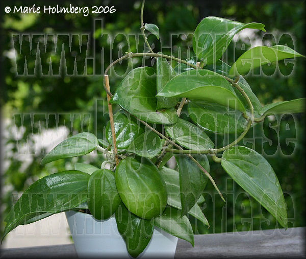 Craft Supplies & Tools Hoya sp Chiang Dao Terrarium Supplies Gardening ...